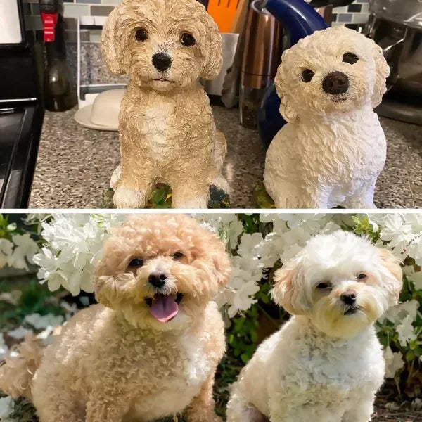 Cockapoo, Havanese, Bolognese, Maltese,Poodle, Bichon Frise,Pumi, L...